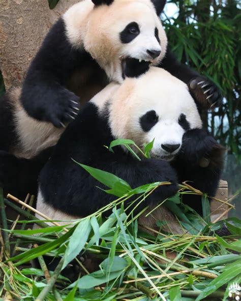 더쿠 순둥이 푸바오와 아이바오 육아 시절