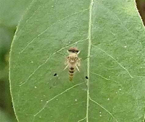 Chrysopilus Modestus Bugguidenet