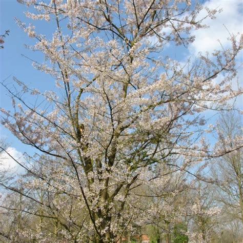 Prunus Incisa Oshidori Prunus Incisa Oshidori Van Den Berk