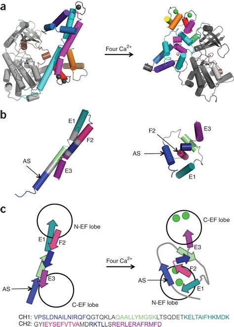 Schematic Representing The Activation Of A Canonical Cdpk A Cartoon
