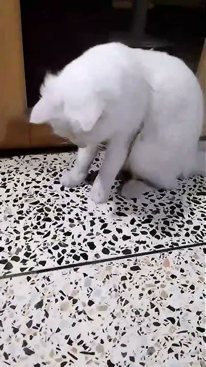 Very Cute Cat😺😻 Youtube