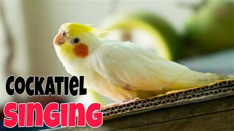 Cute Cockatiels Singing Youtube