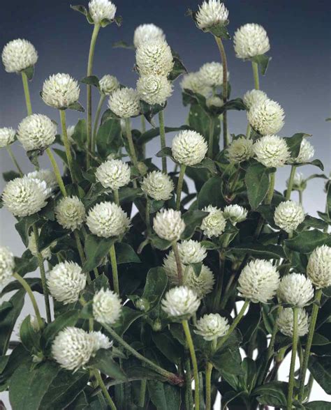 Gomphrena Globosa Qis White Muller Seeds