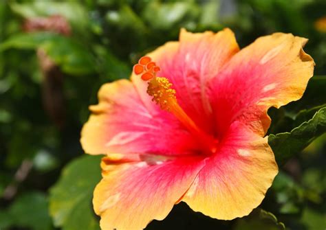 Hibiscus Growing Information
