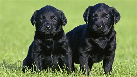 What Is The Temperament Of A Black Labrador