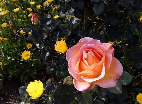 20200411165754web Allyson Johnson