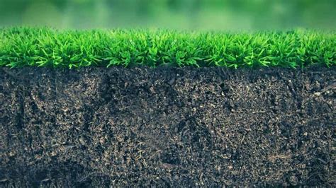 Light Green Grass Patches In Lawns 2023 Just Pure Gardening