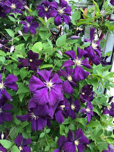 🌿 How To Transplant Italian Leather Flower Etoile Violette Ideal