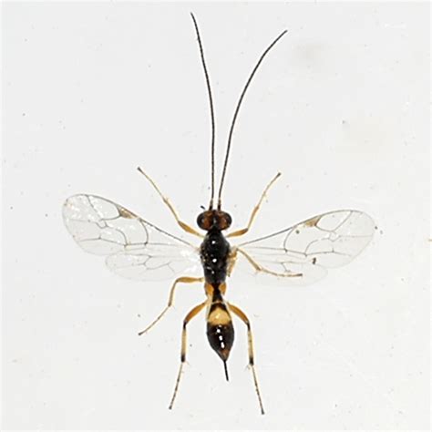 Wasp Mesochorus Bugguide Net