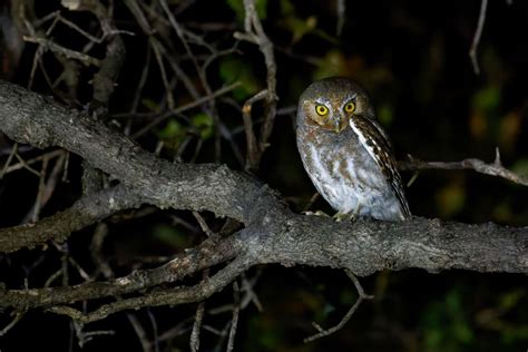 13 Owls In Texas Birdwatching Central