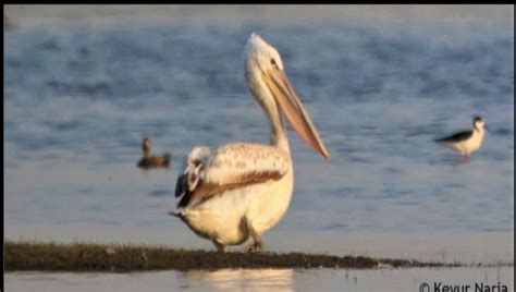 Dalmatian Pelican Resting In The Open Patch Of The Reservoir