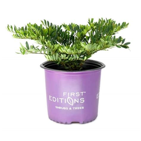 Vigoro 3 Gal Emerald Heights Distylium Evergreen Shrub With Glossy