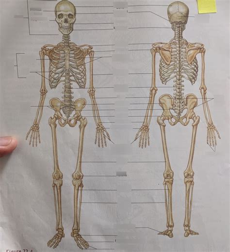 Human Skeleton Diagram Quizlet