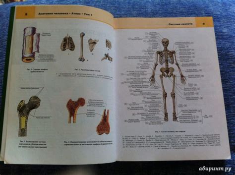 Иллюстрация 7 из 11 для Анатомия человека: атлас. В 3-х томах. Том 1 ...