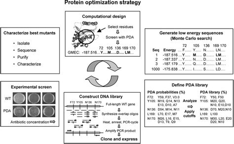 Computational Protein Design Coupled With Design Library Generation