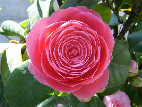 8 Flores Que Simbolizan El Amor Eterno