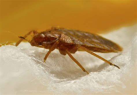 How To Prevent A German Cockroach Infestation