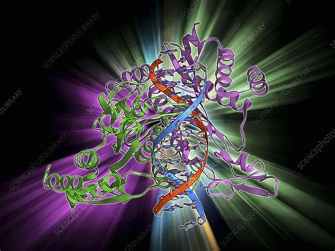 Restriction Enzyme And Dna Stock Image F009 6051 Science Photo Library