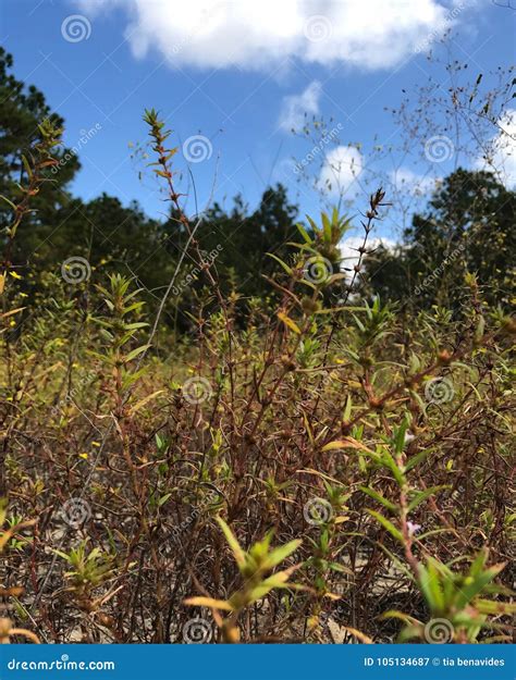 Grassy Sky Stock Image Image Of Laying Grassy Ground 105134687