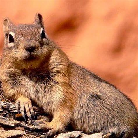 Chris Lecomte Youtube