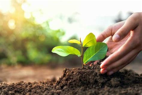Tree Planting Stock Photos Images And Backgrounds For Free Download