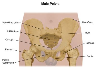 The Most Common Pelvis Problems And Treatments Piedmont Healthcare