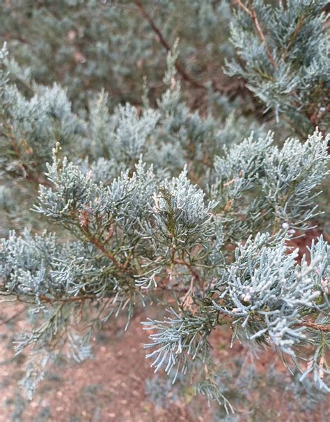 Juniperus Virginiana Range Juniperus Virginiana Robusta Green