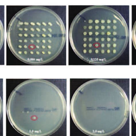 Comparison Of Mic And Disk Diffusion Distributions And Interpretation Download Scientific