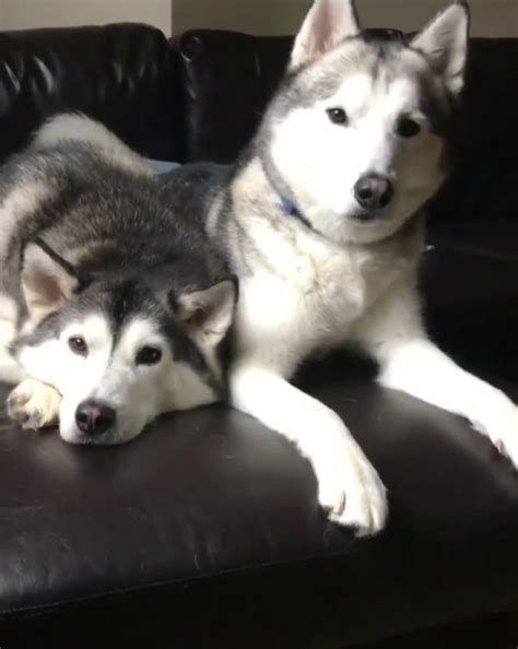 Reaction When You Say “wanna Go For A Walk” Tumbex