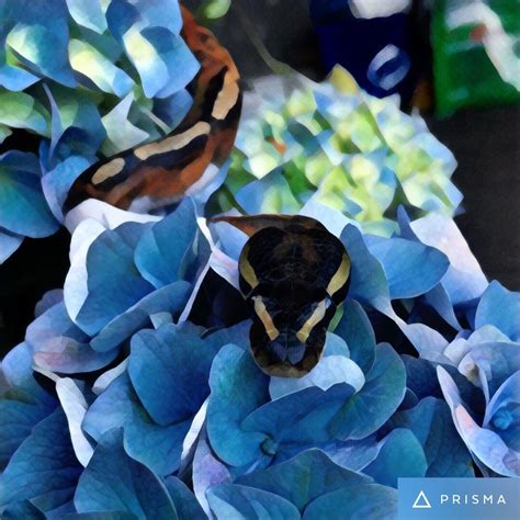 Picasso The Ball Python On Tumblr