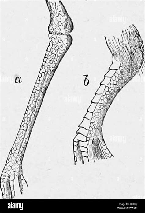 Key To North American Birds Containing A Concise Account Of Every