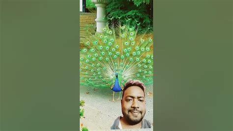 Beautiful Peacock Dance ♥️ Trending Viralshort Peacock Love Youtube
