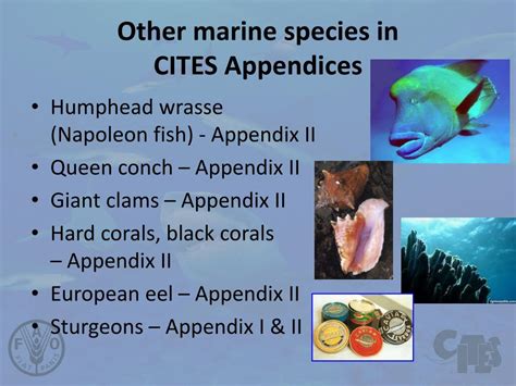 Ppt Cites An Introduction Powerpoint Presentation Free Download Id1615251