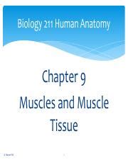 Understanding Muscle Tissue: Types, Functions, and Anatomy | Course Hero