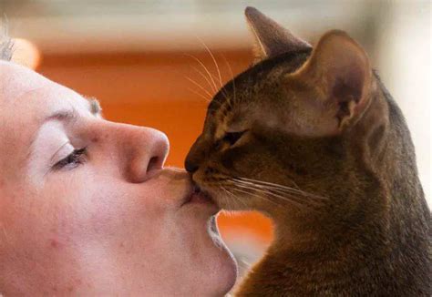 Besos De Gato Como Los Ve Y Cuales Son Los Riesgos Para Ti Vida Con