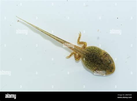 Tadpole With Legs And Arms
