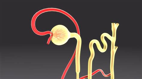 Nephron 3d Models Download Free3d