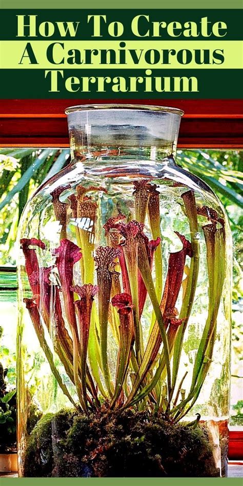 Create A Fascinating Carnivorous Terrarium Container Water Gardens