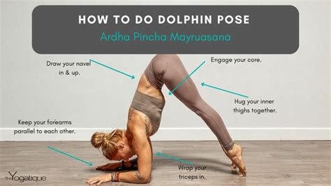 How To Do Dolphin Pose Modifications And Misalignments The Yogatique