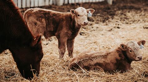Calf 911 Checklists Easy Access To Calving Management Tips