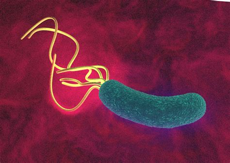 Helicobacter Pylori Zakażenie Objawy Leczenie Laboratorium