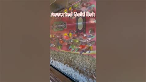 Assorted Gold Fish 🐟short Foryou Satisfying Fyp Everyone Fish