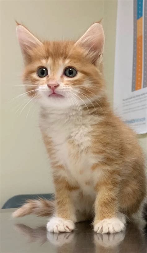Cats For Adoption — Mo4paws