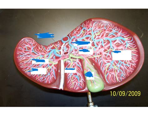 Inside Liver Quiz