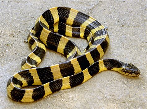 9 Of The Worlds Deadliest Snakes Britannica