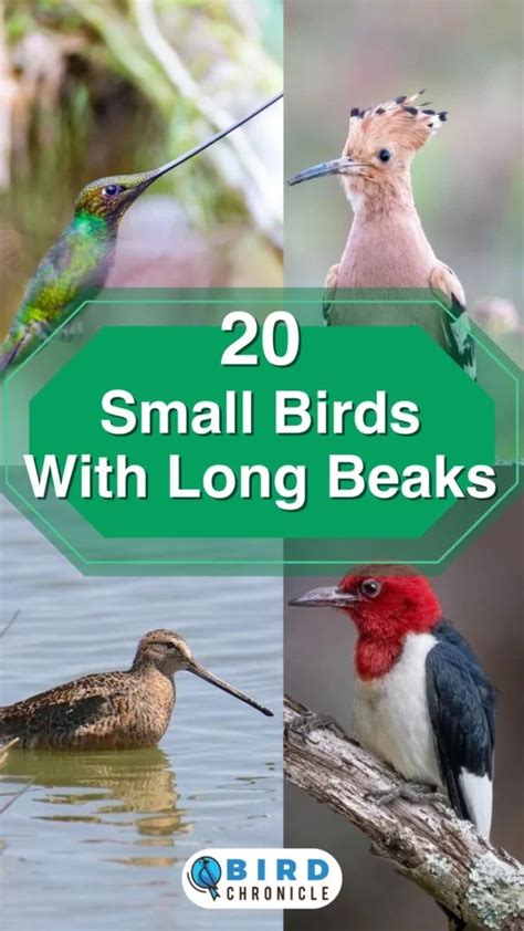 20 Small Birds With Long Beaks Different Types Of Bird Beaks And