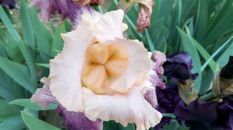 저먼아이리스꽃 Youtube