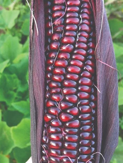 The Different Types Of Corn Best Varieties For Your Home Garden Sow
