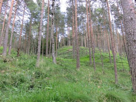 A View Of Elevation With Tree Trunks Stock Image Image Of Landscapes
