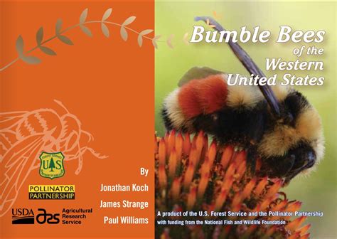 Bumble Bee Identification